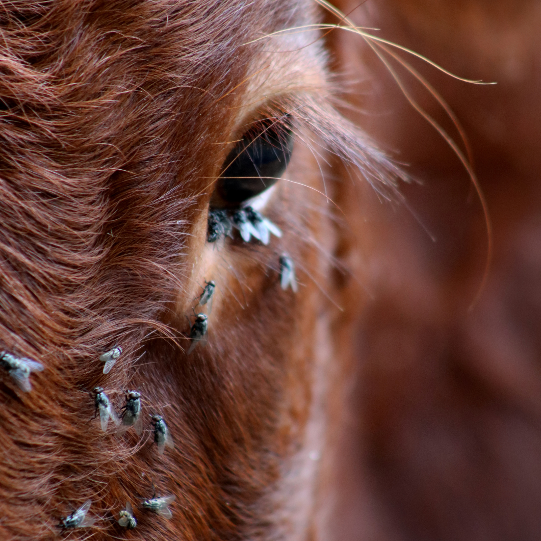 A Whole Health Approach to Managing Ectoparasites and Flies in Livestock