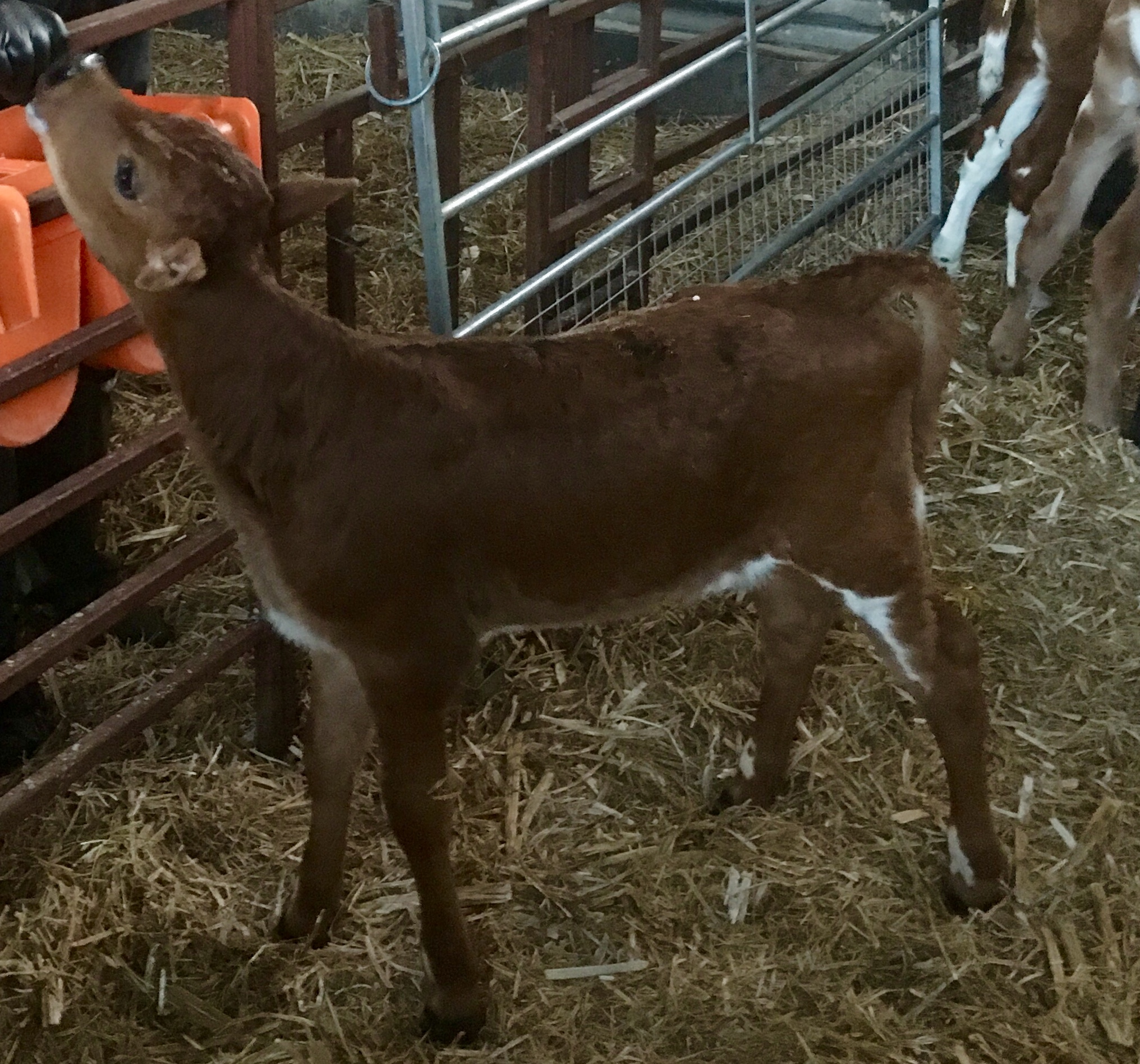 Bundle: Dairy Cow & Calf